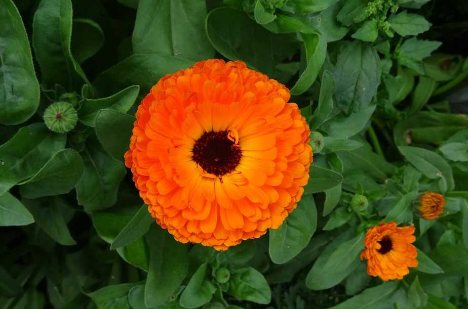 How to Grow Pot Marigold | Happy DIY Home