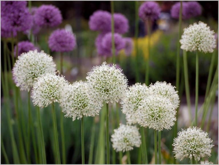 How to Grow Allium - Flower Care Guide | Happy DIY Home
