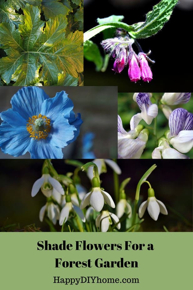 35 Shade Flowers that are Low Maintenance | Happy DIY Home
