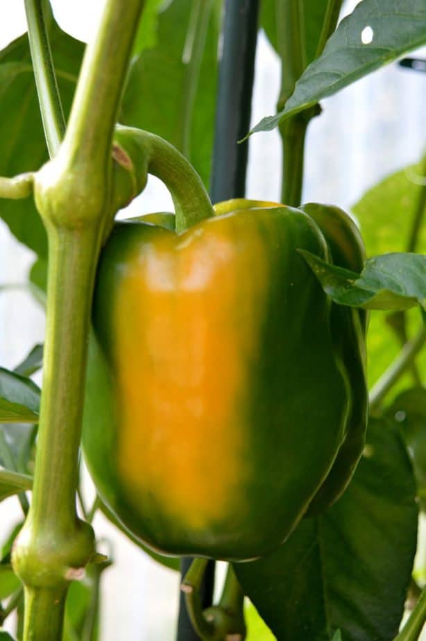 How to Grow the Bell Pepper Plant | Happy DIY Home
