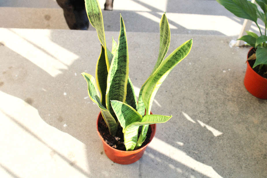 11 Beautiful Indoor Plant Ideas For Your Home | Happy DIY Home