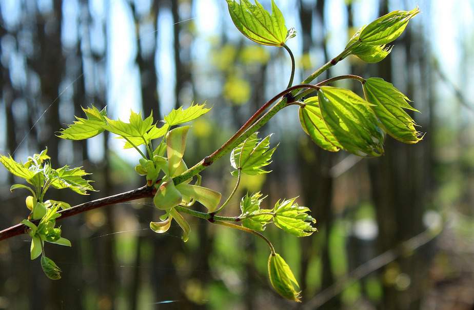 How To Plant A Maple Tree Happy DIY Home How To Plant A Maple Tree Happy DIY Home