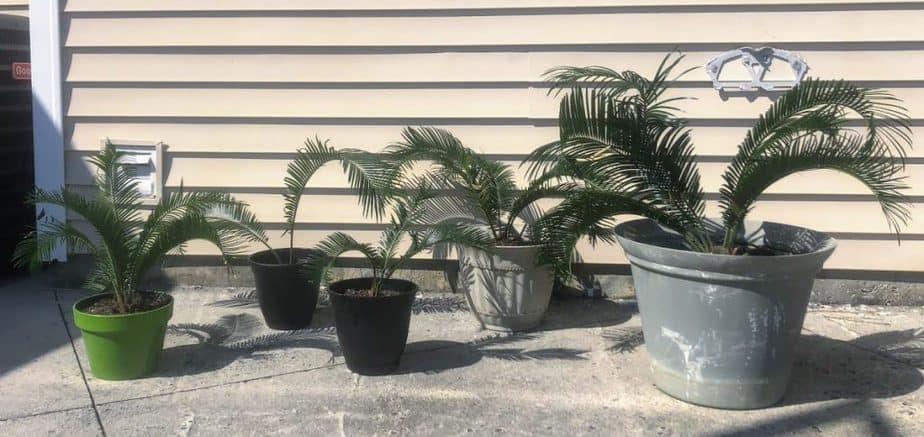 How To Grow And Care For a Sago Palm Plant | Happy DIY Home