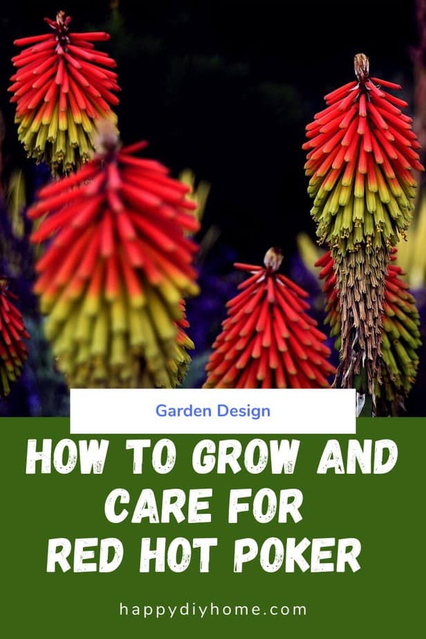 How to Grow and Care for Red Hot Poker | Happy DIY Home