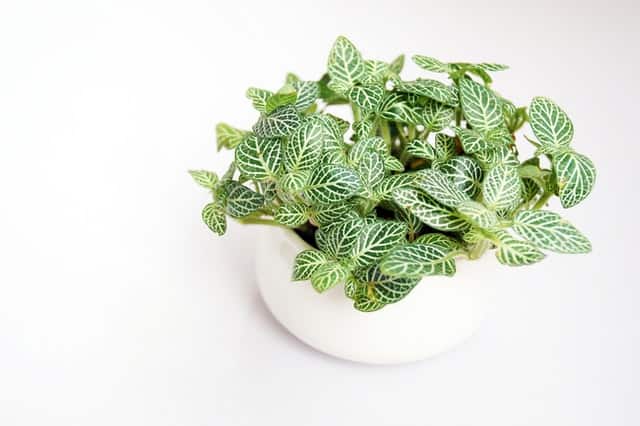 How To Care For A Nerve Plant | Happy DIY Home
