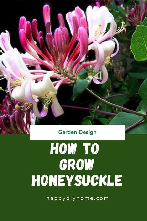 How to Grow Honeysuckle | Happy DIY Home
