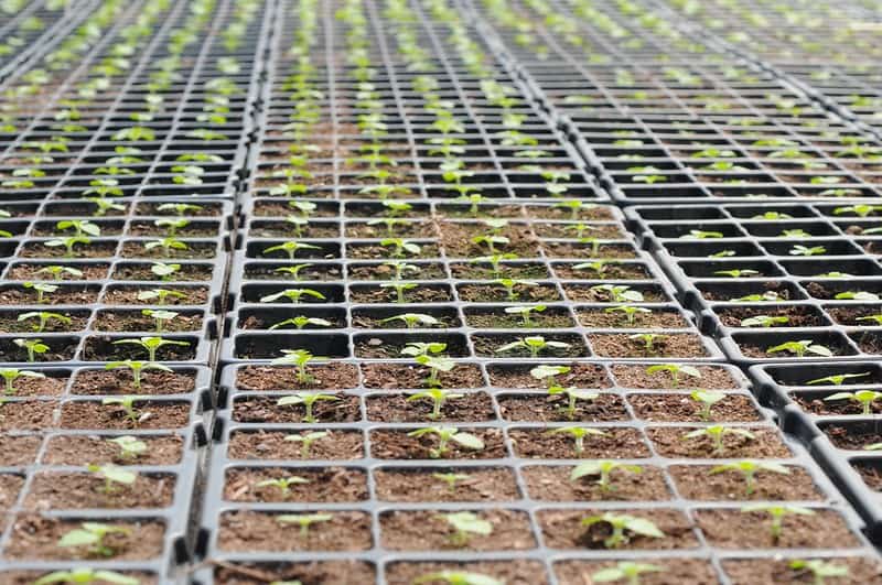 Growing Chickpeas: How to Grow Chickpeas and Care for Them | Happy DIY Home