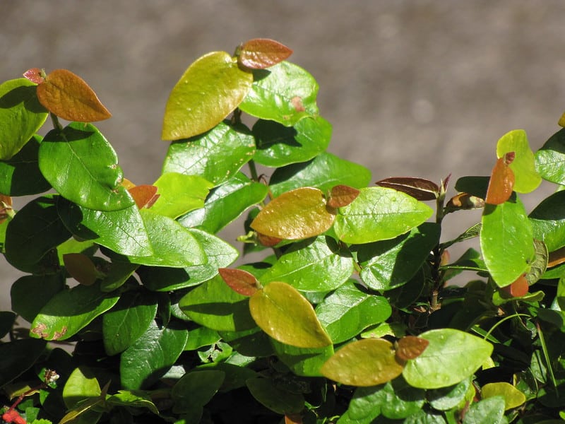 22 Easy Indoor Vine Plants and Climbers to Grow | Happy DIY Home