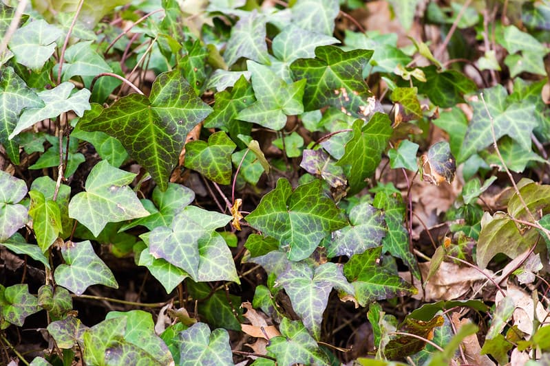 24 Evergreen Ground Cover Plants to Add Year-Round Landscaping Interest ...