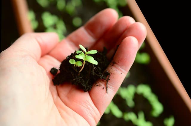 How to Grow and Care for Agastache | Happy DIY Home