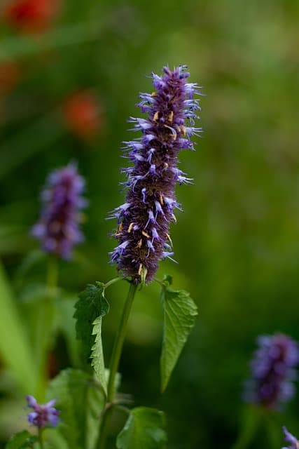 How to Grow and Care for Agastache | Happy DIY Home