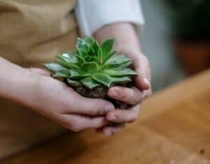 Succulent Care Guide: How to Care for Succulents | Happy DIY Home