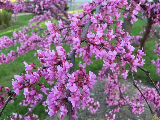 How to Grow and Care for the Redbud Tree - Happy DIY Home