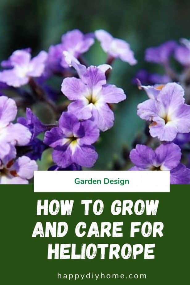 How to Grow Heliotrope | Happy DIY Home