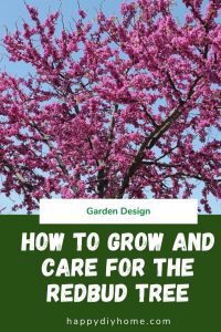 How to Grow and Care for the Redbud Tree - Happy DIY Home