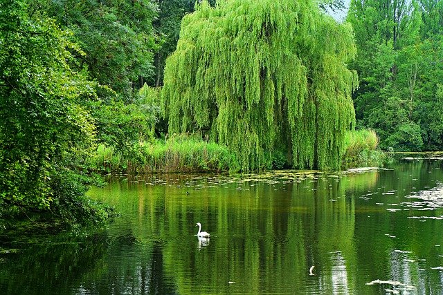 How to Plant a Weeping Willow - Happy DIY Home