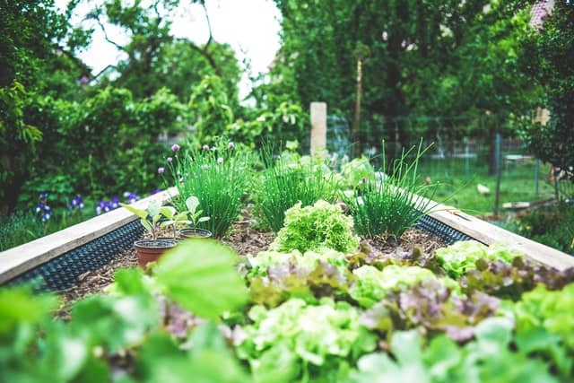 15 Best Full Sun Vegetables for a Summer Garden - Happy DIY Home
