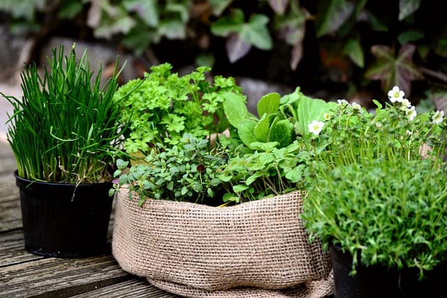 15 Best Full Sun Vegetables for a Summer Garden | Happy DIY Home