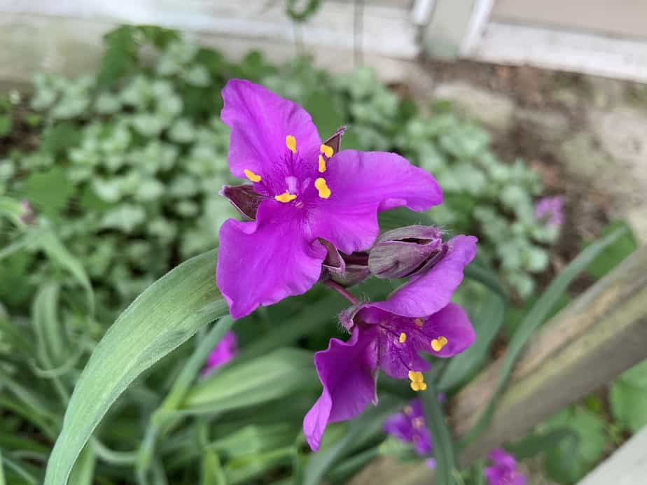 How to Grow and Care for Spiderwort | Happy DIY Home