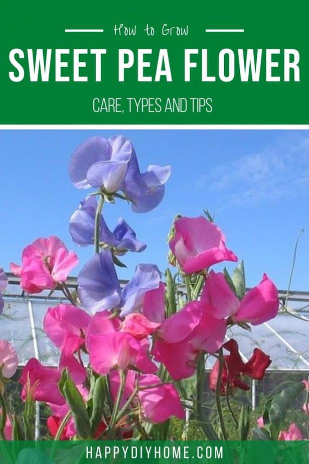 How to Grow the Sweet Pea Flower | Happy DIY Home