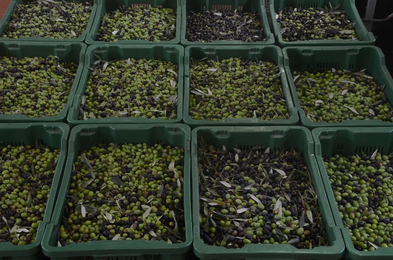How to Grow Olive Trees | Happy DIY Home