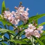 15 Beautiful Trees With Pink Flowers | Happy DIY Home