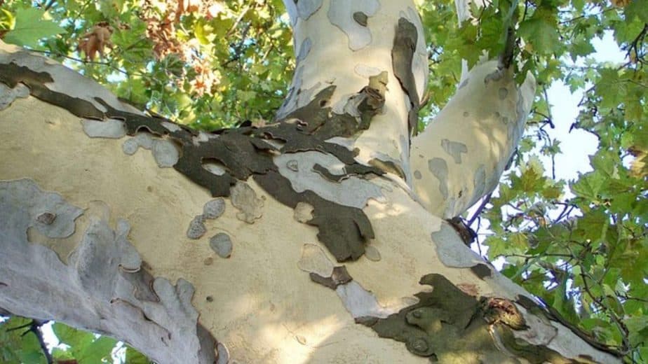 15 Beautiful Trees With White Bark | Happy DIY Home
