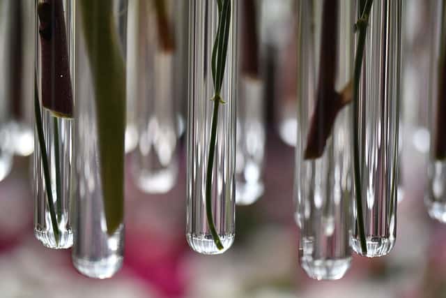 15 Plants that Grow in Water | Happy DIY Home