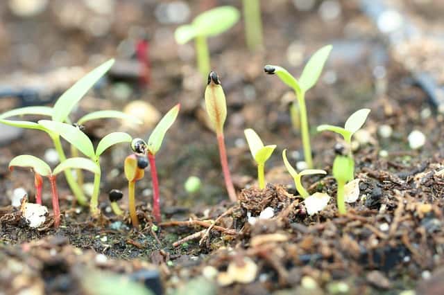 How to Grow Shasta Daisy | Happy DIY Home