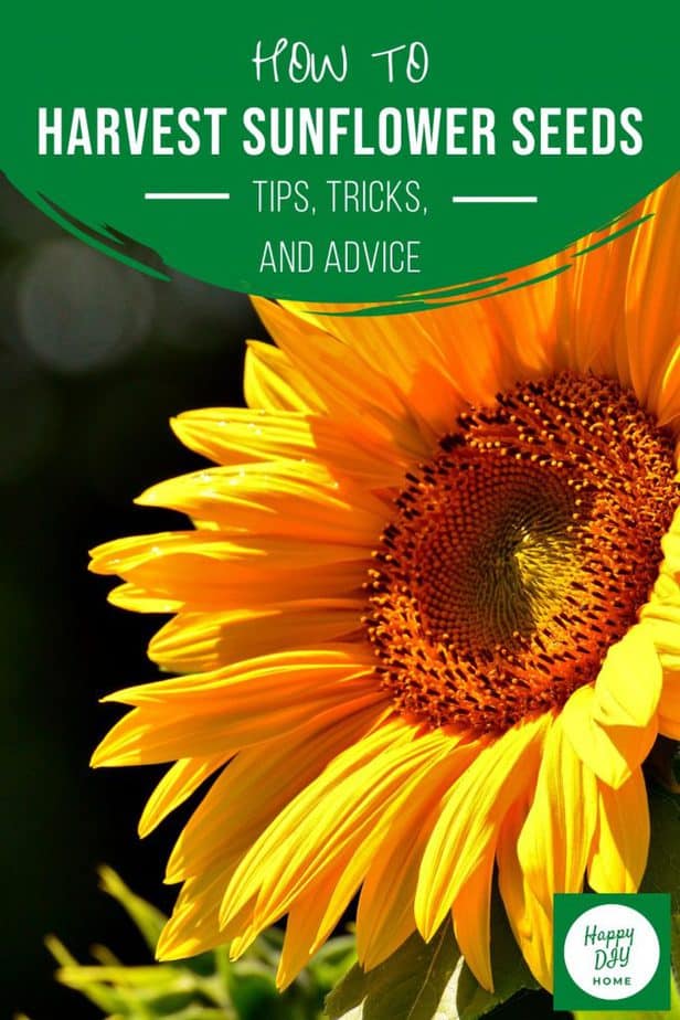 How to Harvest Sunflower Seeds | Happy DIY Home
