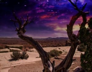 How to Grow an Ironwood Tree: Mother of the Sonoran Desert | Happy DIY Home