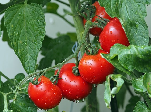 12 Types of Small Tomatoes - Happy DIY Home